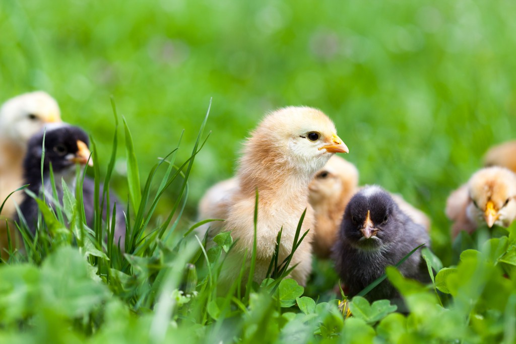 Group of baby chicks in grass - Farmers Co-op