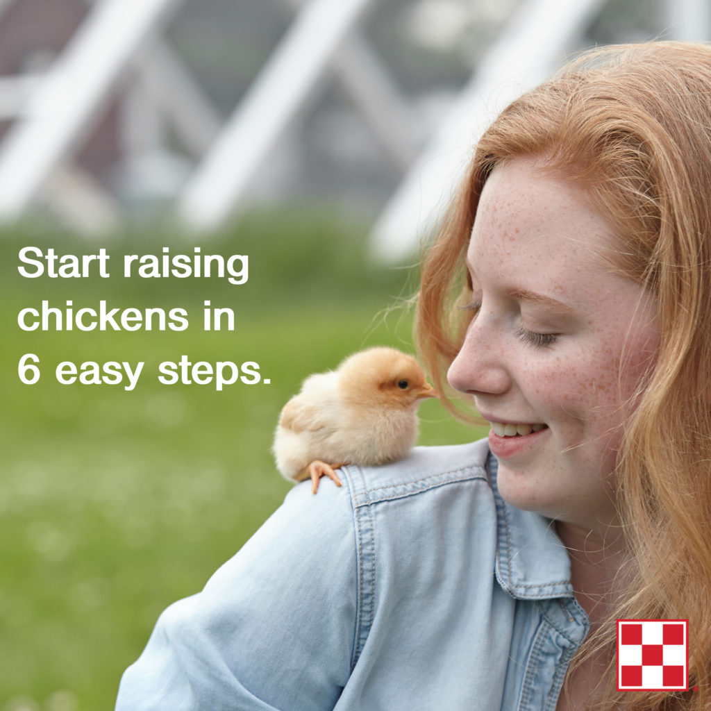 Chick Days Post 5 - Farmers Co-op