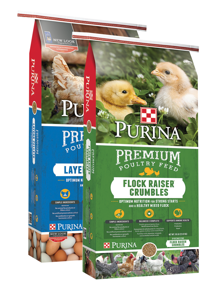 Guide To Strong Eggshells - Farmers Co-op