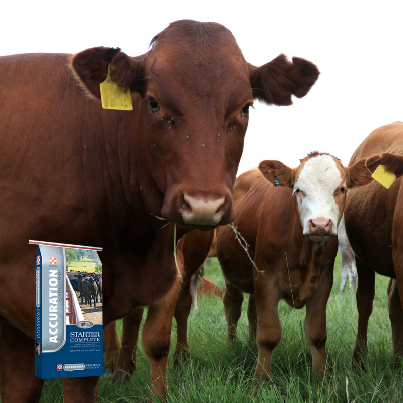 Purina Starter Feeds With Immune Support - Farmers Co-op