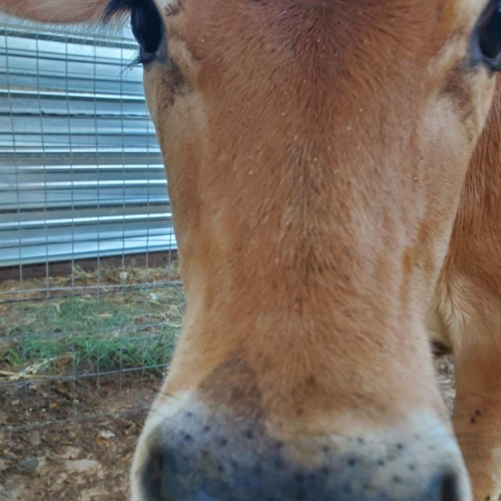 Buttercup the cow - Farmers Co-op