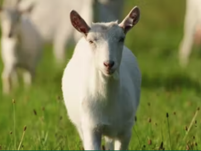 Feeding Goats: Winter Forages - Farmers Co-op