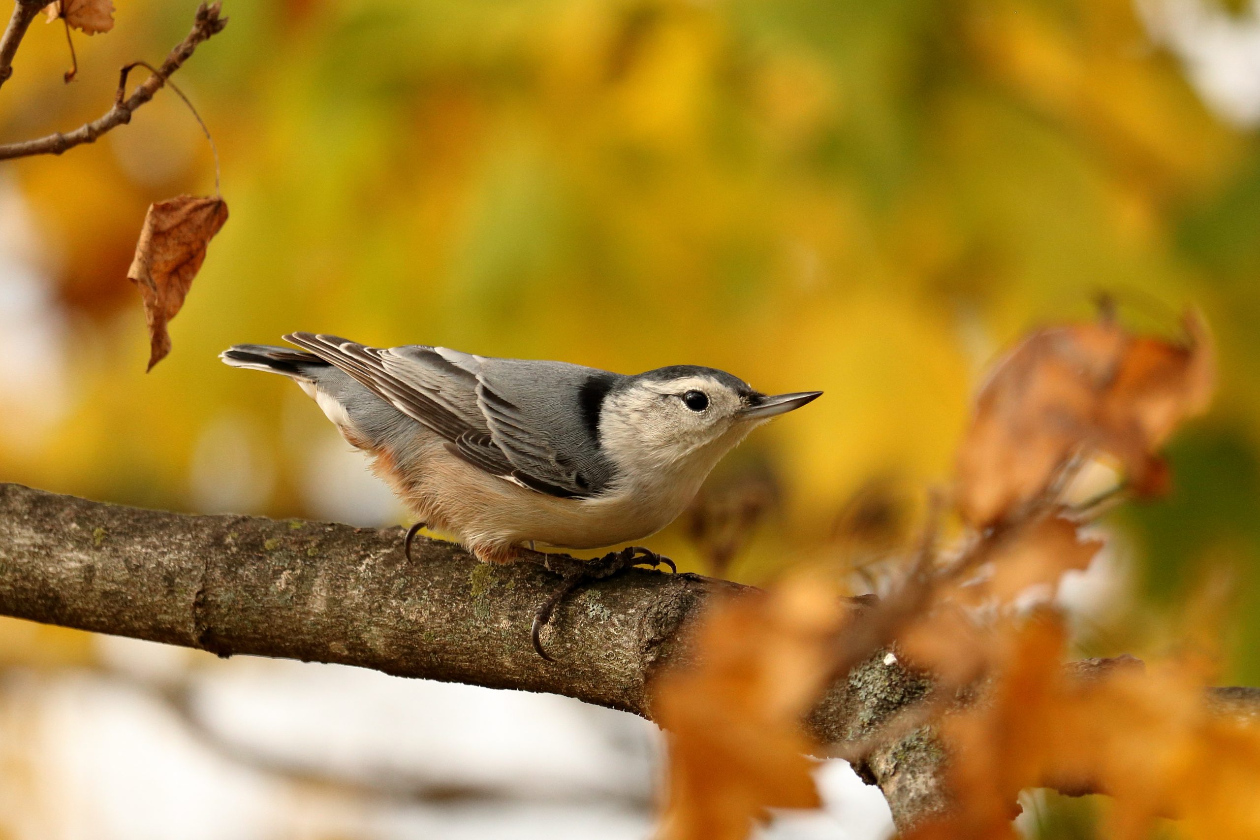 The Ultimate Guide to Bird Feeding During the Fall Months - Farmers Co-op