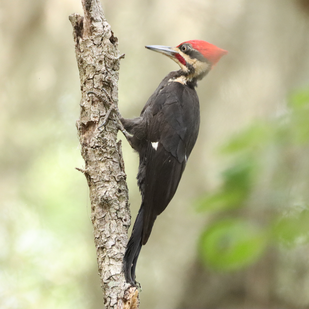 Brinkley Arkansas Ivory Billed Woodpecker at Gladys Roy blog