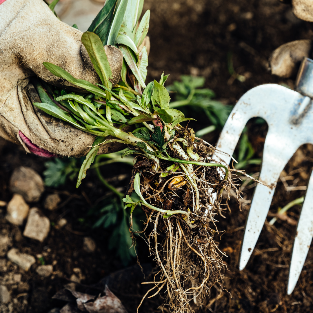 Planning Your Garden - Farmers Co-op