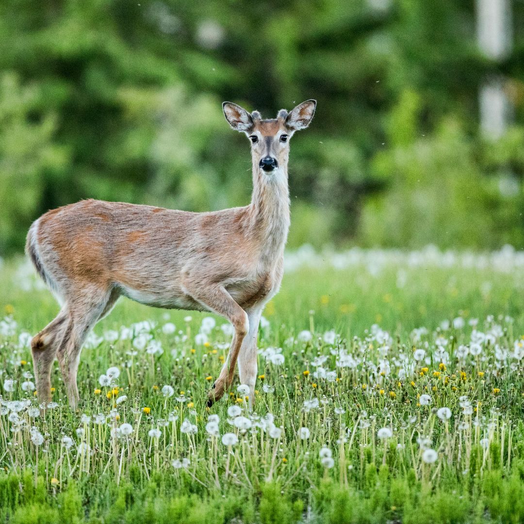 Feeding Deer in Late Spring and Summer - Farmers Co-op