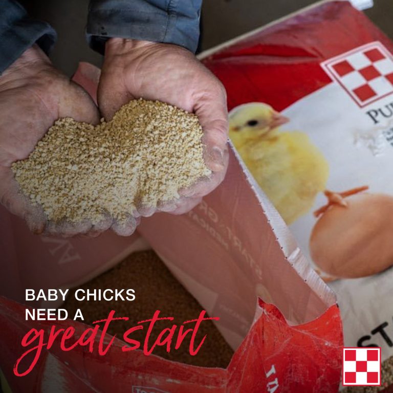 A Guide to Raising Healthy Baby Chicks - Farmers Co-op