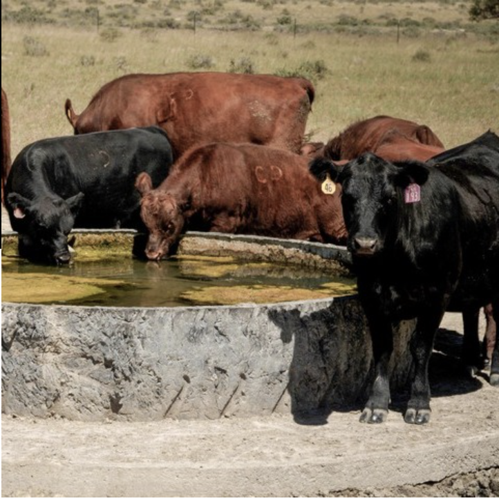 Does Water Quality for Cattle Impact Performance? - Farmers Co-op